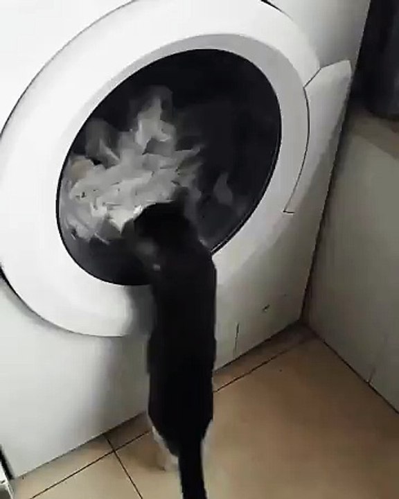 Cat vs. Washing machine - funny - video Dailymotion