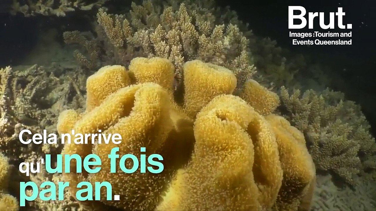Les coraux de la Grand barrière de corail se sont reproduits - Vidéo ...