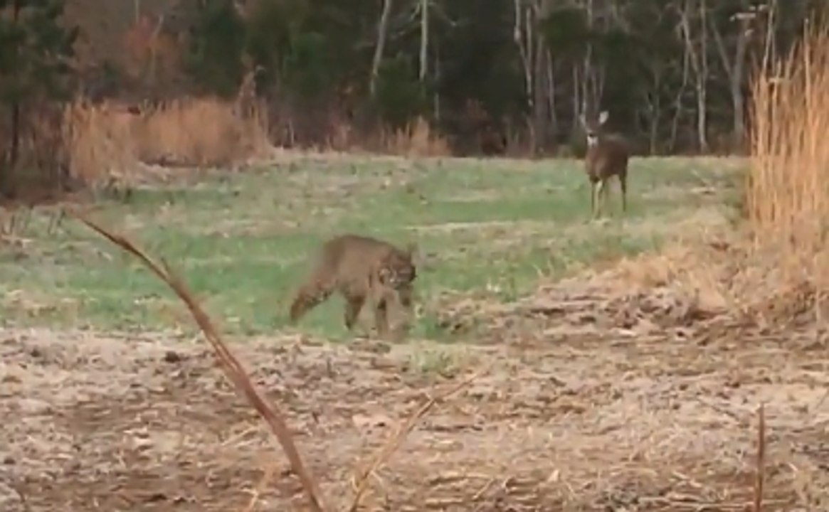 Fearless Deer Shows Bobcat Who's Boss - Vidéo Dailymotion