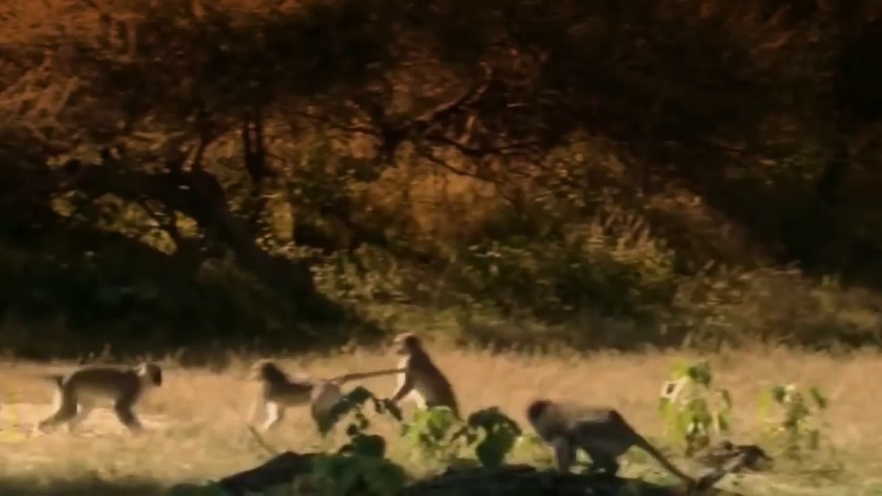 Leopard Vs Monkey Real FIGHT TO Death - video Dailymotion