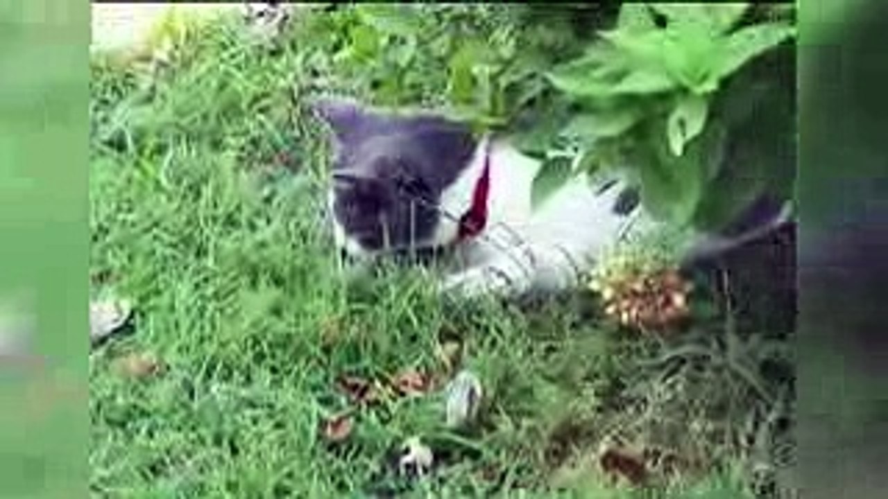 Funniest Animal Attacks Compilation, Try not to laugh..!! - video ...