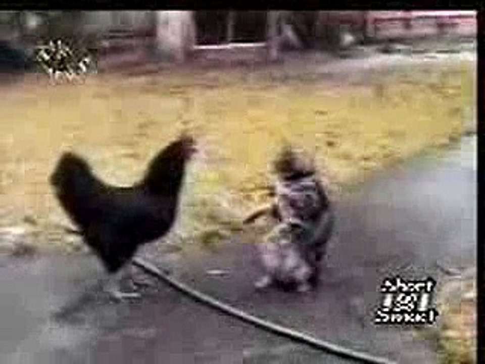 Cat fights a Chicken - Dailymotion Video