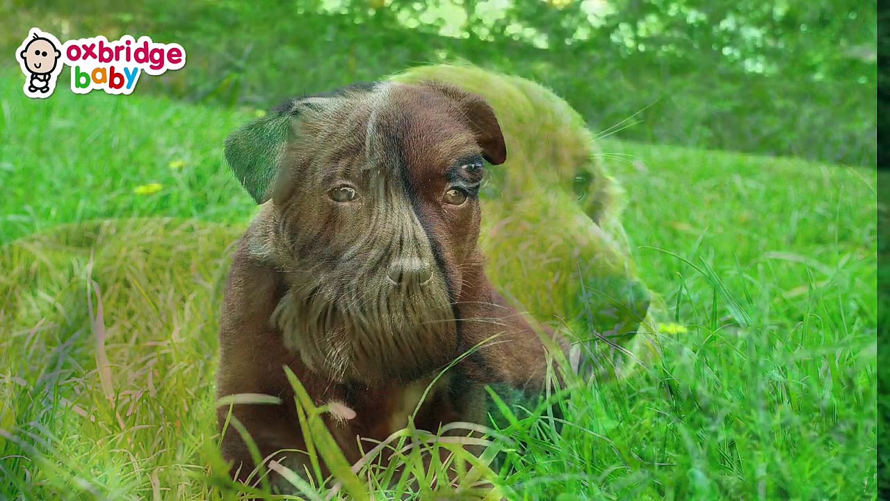 Animal Sounds for Children (20 Amazing Animals) - video Dailymotion