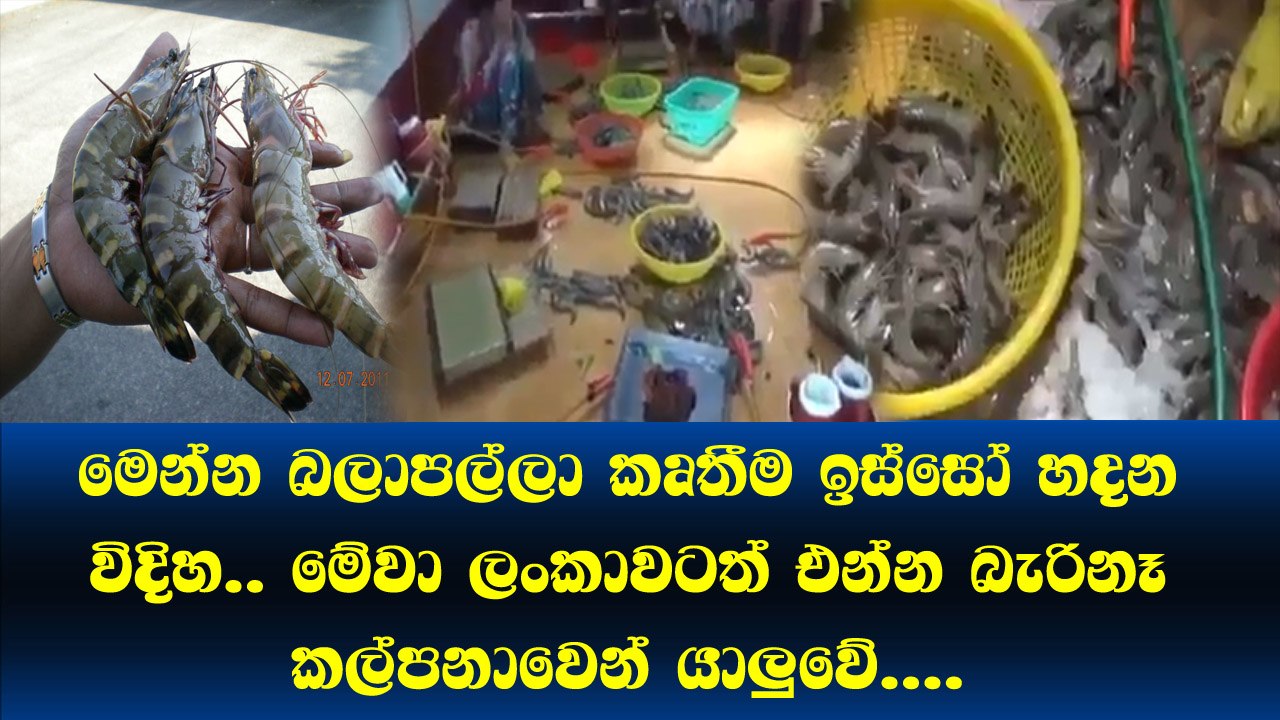 ohh..my god..unbelievable.it is fake prawn..මෙන්න බලාපල්ලා කෘතීම ඉස්සො ...