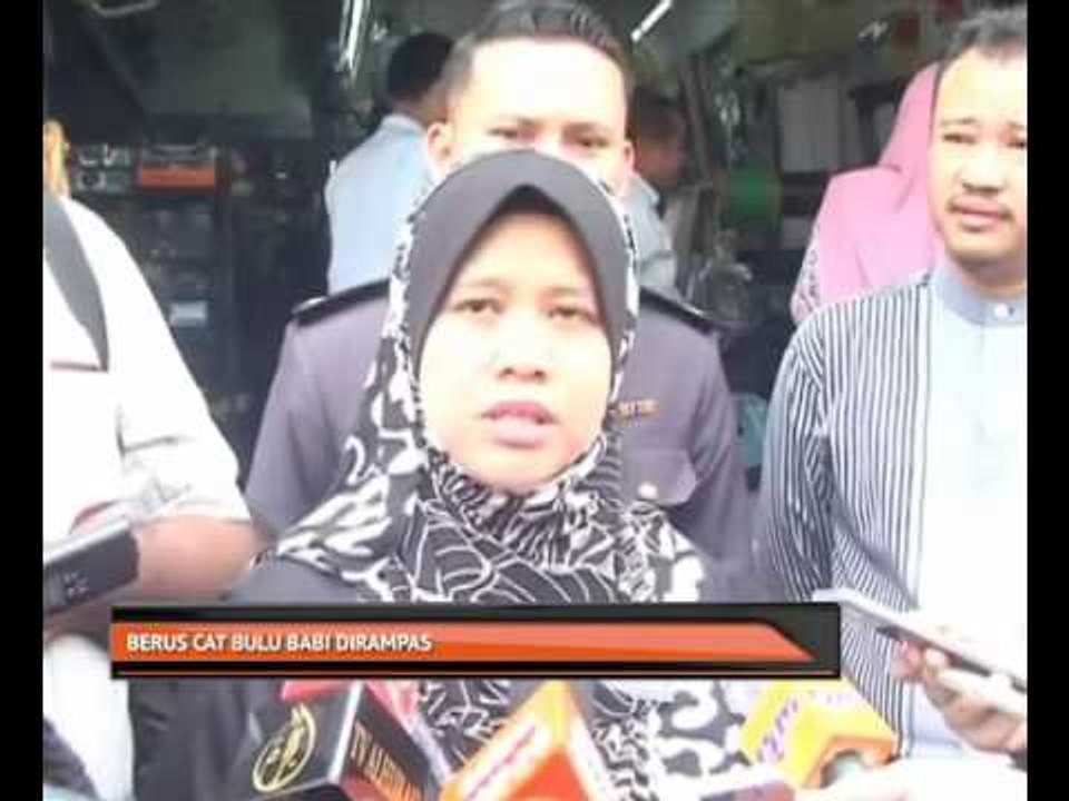 Berus cat bulu babi dirampas - video Dailymotion