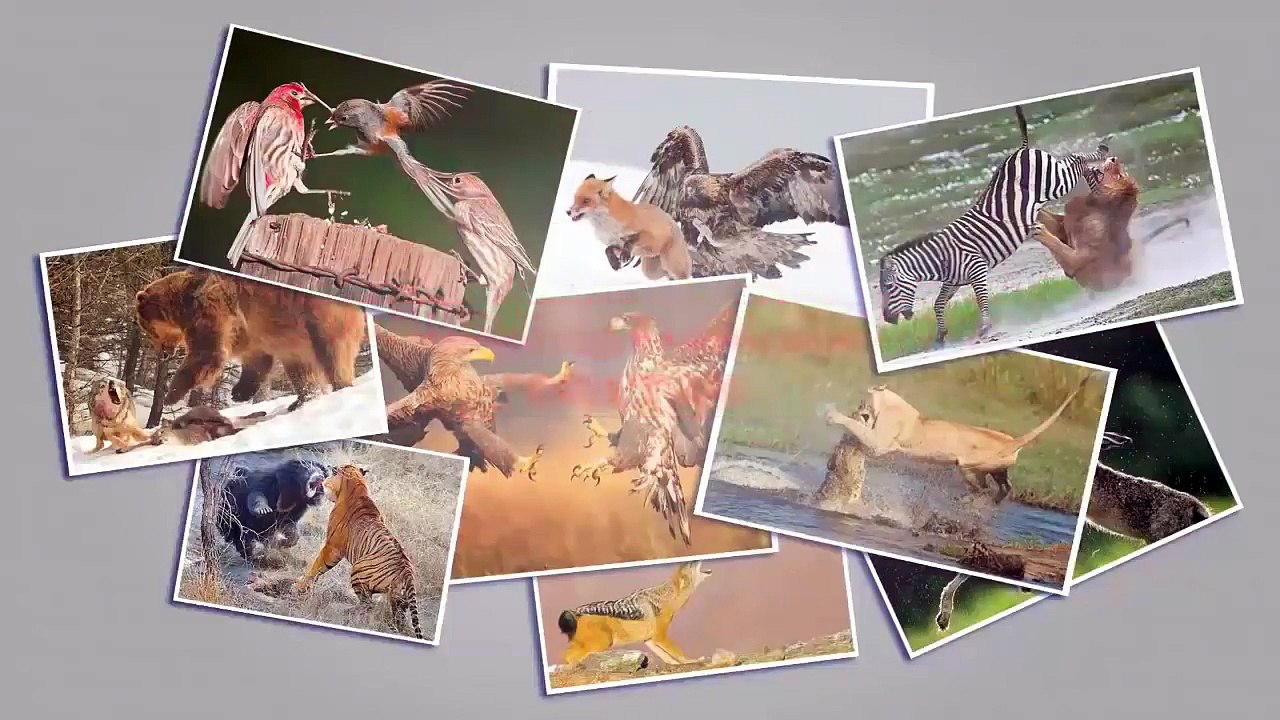 Macan Tutul di Hajar Babi Hutan | Pertarungan Hewan | Video Perkelahian ...