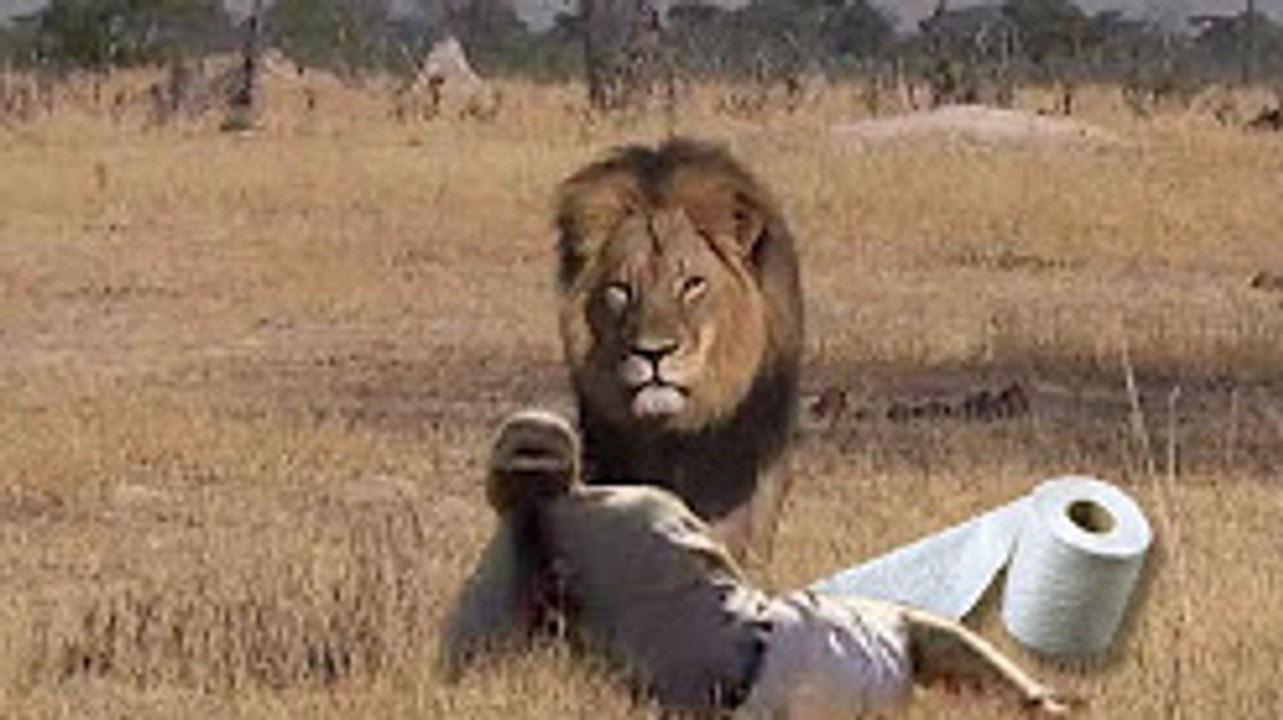 Lion vs human lion face to face with a lion - 동영상 Dailymotion