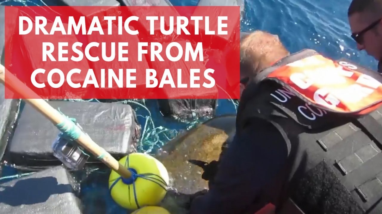 Turtle trapped by cocaine bales rescued - video Dailymotion
