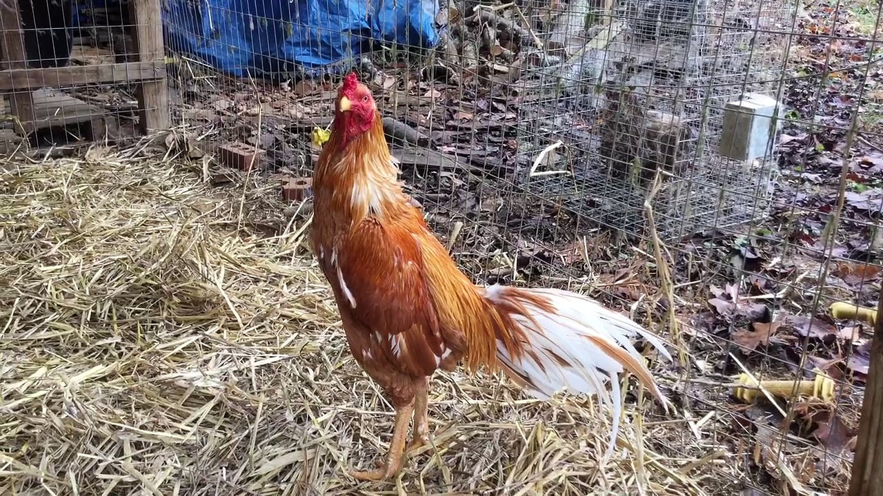 Pumpkin Brazilian rooster - video Dailymotion