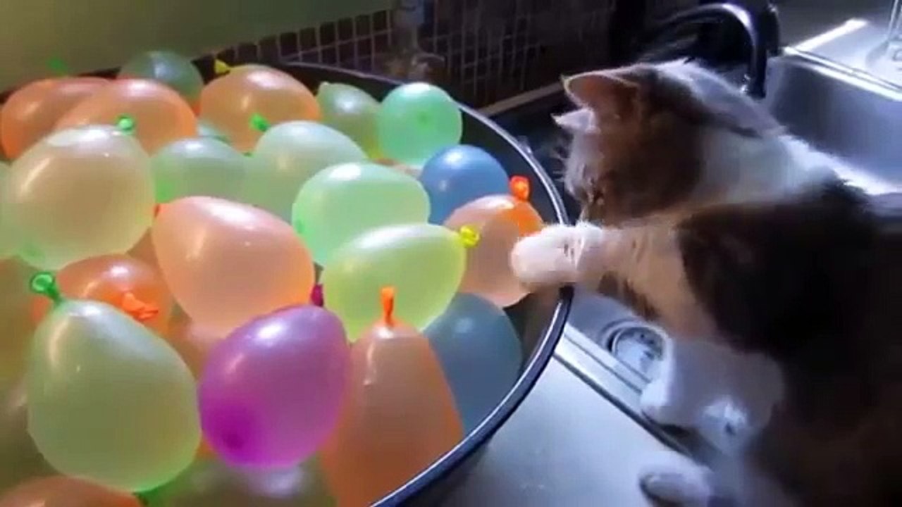 Funny Cats Eating Compilation December 2017 - Funny Video - video ...