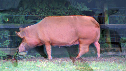 Pig Sounds | Animal Sounds - video dailymotion