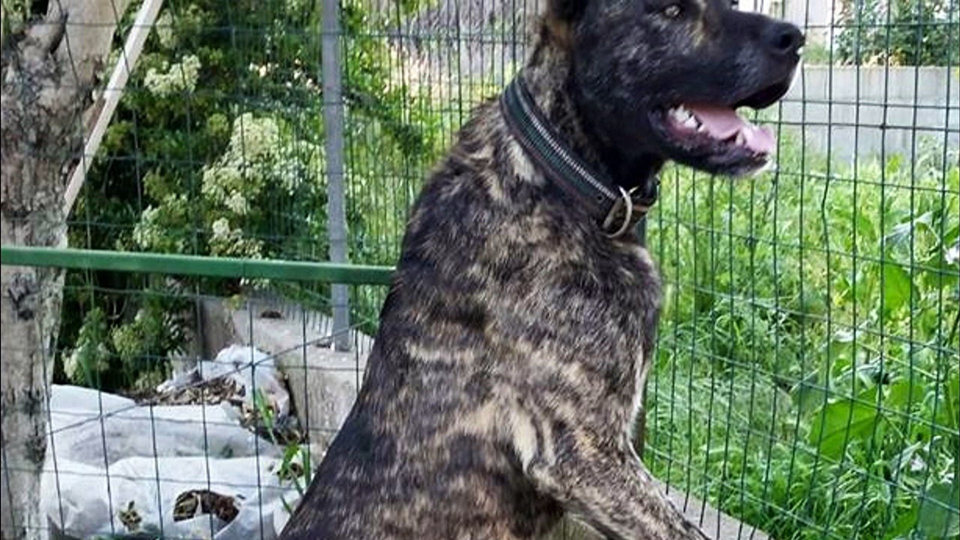 Is The Dogo Sardesco Considered Aggressive