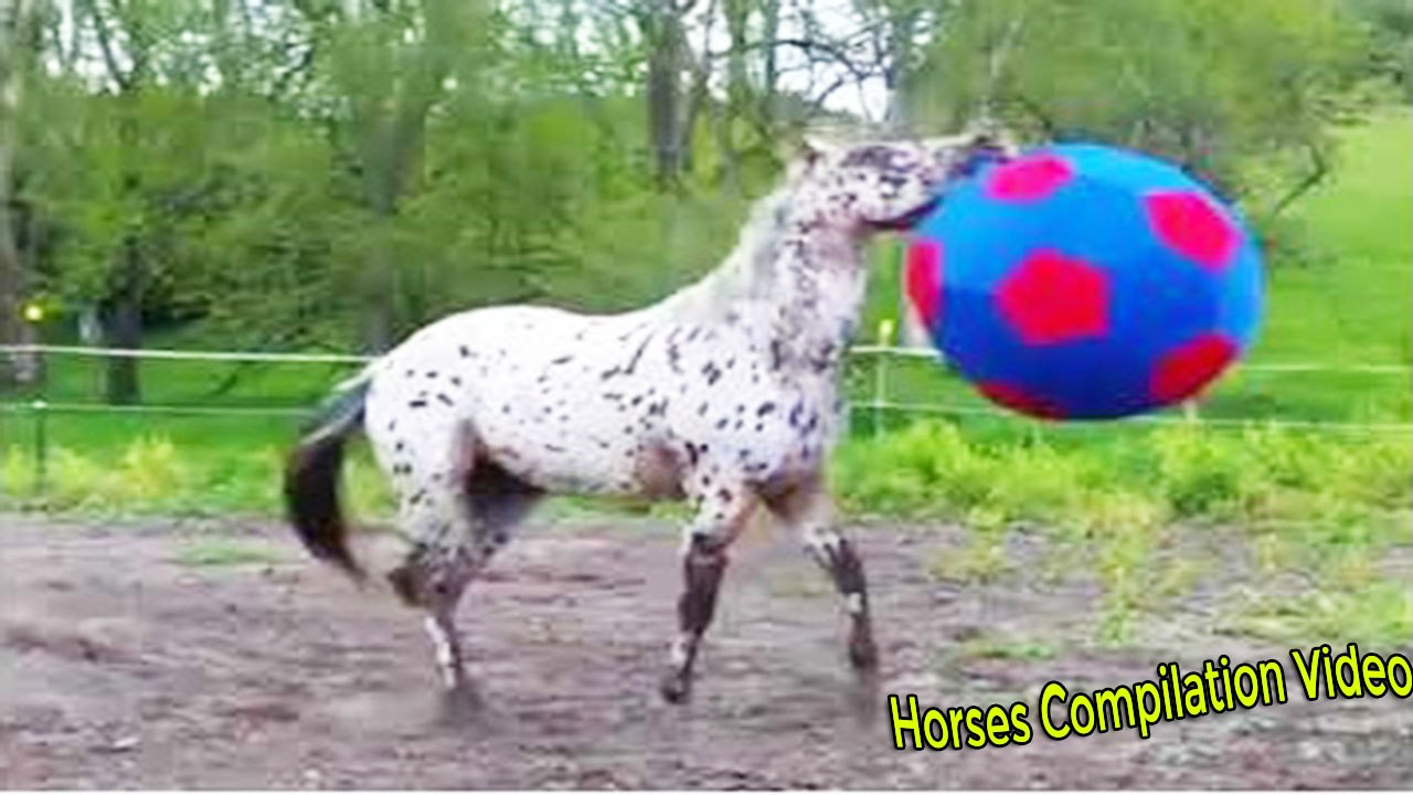 Hilarious Horses Compilation Viral Trending Video - video Dailymotion