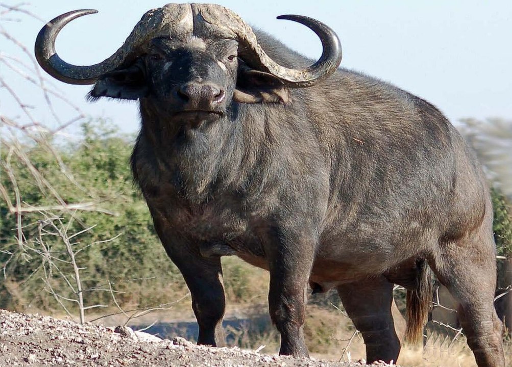 Animal Planet - The Cape buffalo (Africa`s most dangerous beast ...