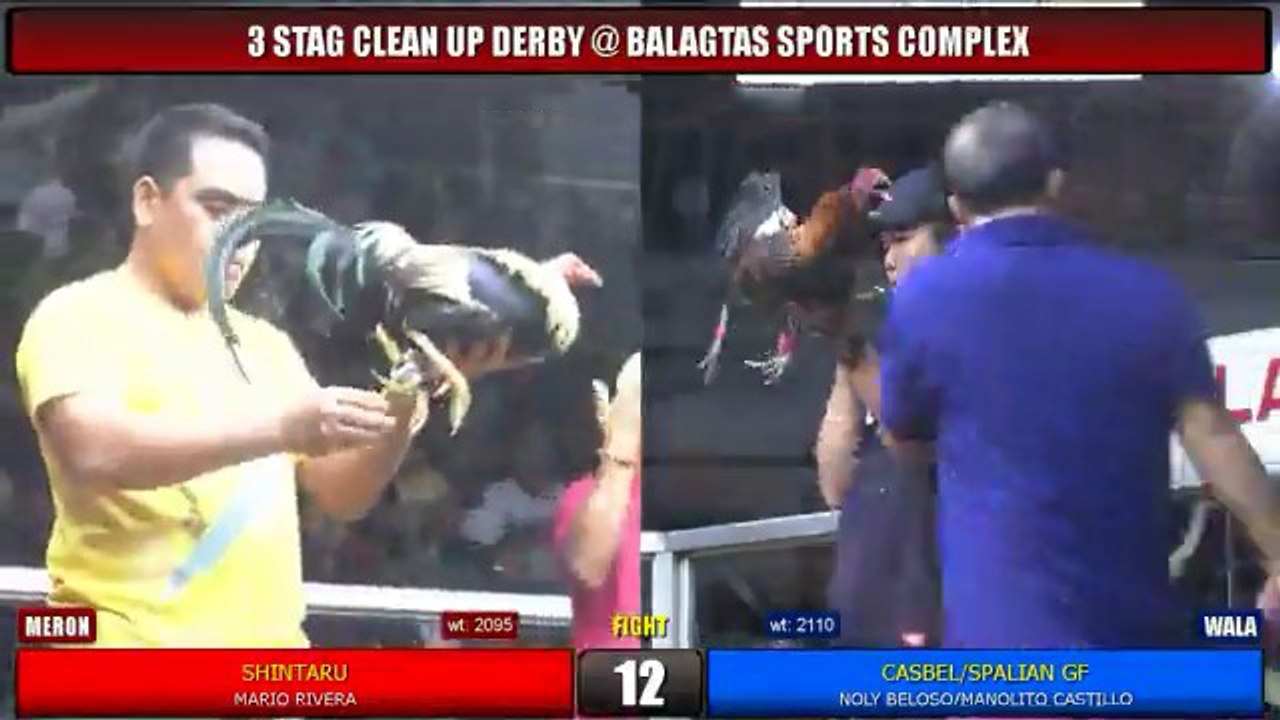 3 Stag Clean Up Derby: Fight #12 - video Dailymotion