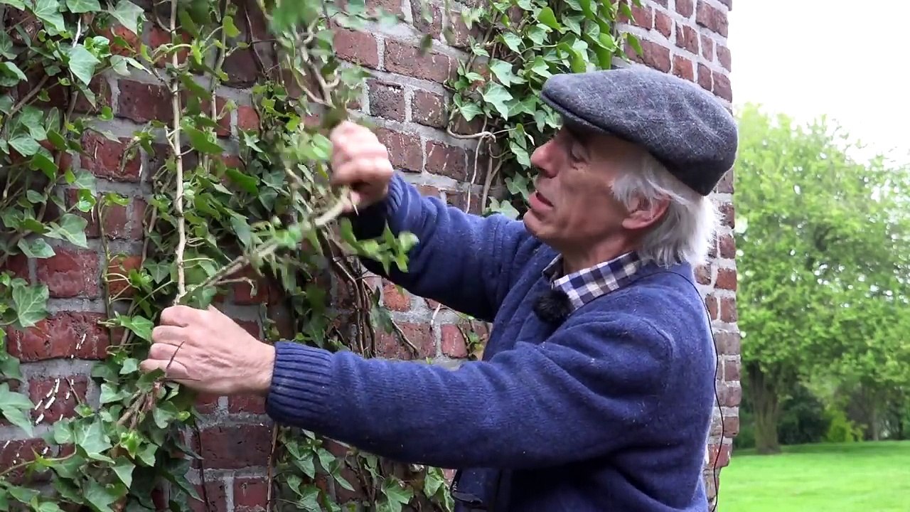 Removing Ivy from walls, here is how I do it - video Dailymotion