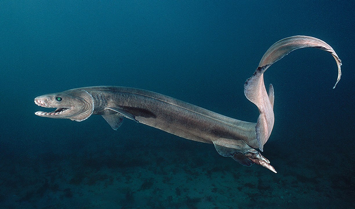 Fantômes des Grands Fonds : Requins des Profondeurs - HD (2013) - Vidéo ...