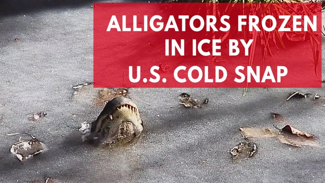 Alligators frozen in ice by US cold snap - video Dailymotion