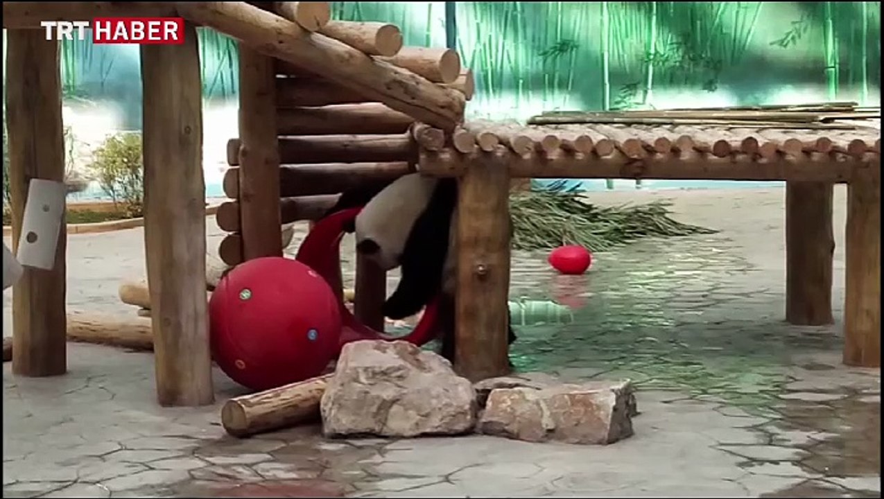 Sevimli panda Fafa, yeni oyuncağıyla oynamaya doyamıyor - Dailymotion Video