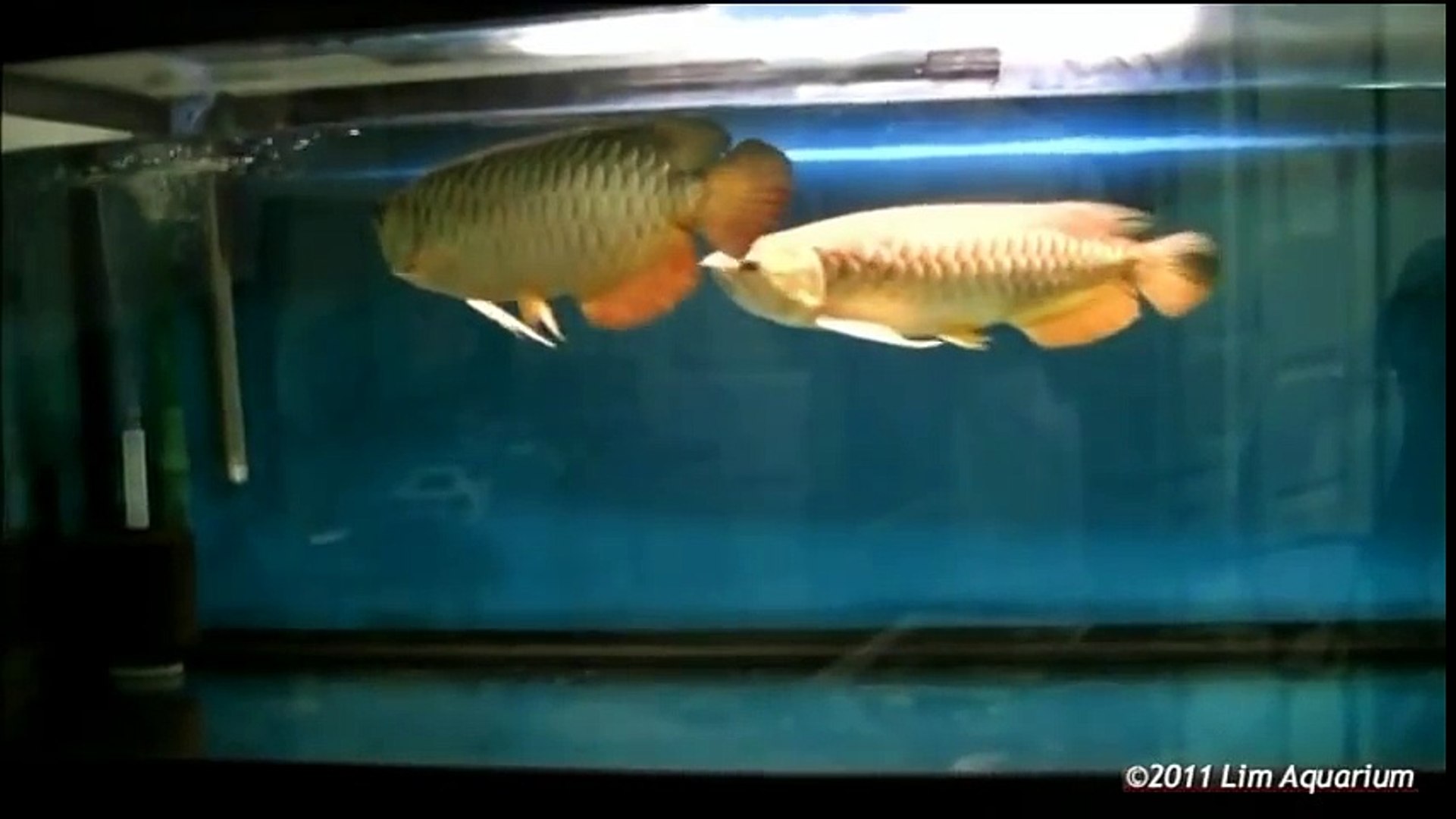 Rtg Arowana Fish