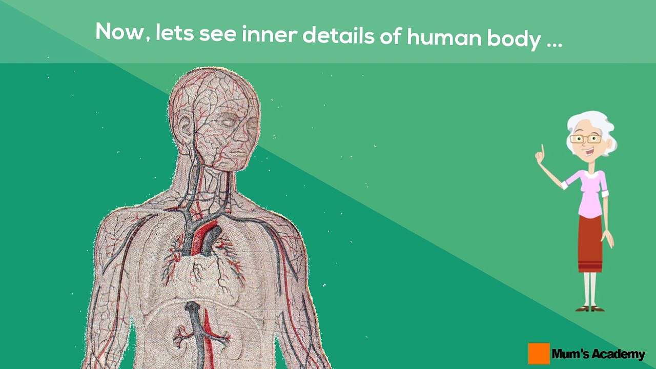 Human Body - Part 1 - video Dailymotion