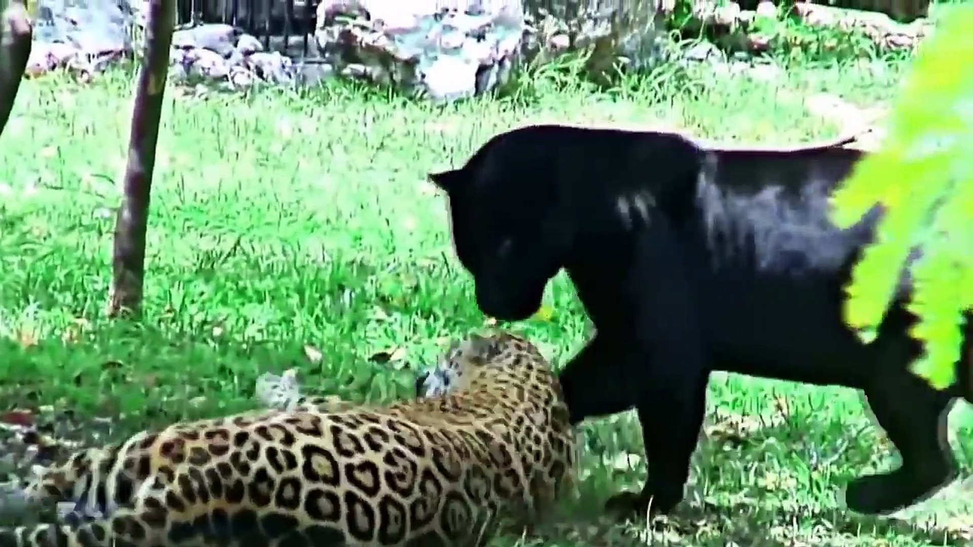 Leopard Vs Tiger Fight