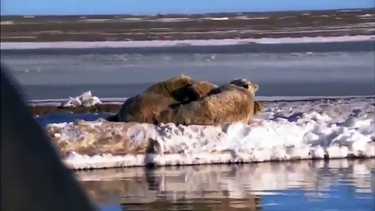 National_Geographic_Documentary_-_Polar_Bears_Lifes_-_Wildlife_Animals ...