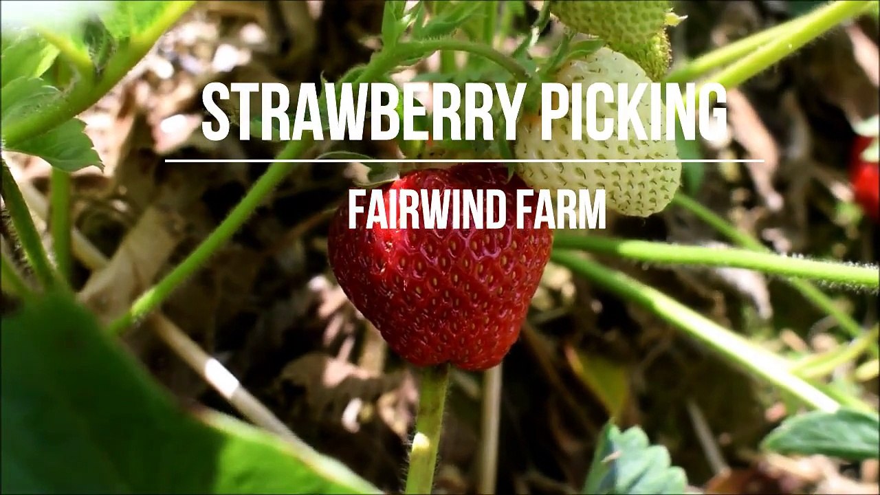 Strawberry Picking %7C Fairwind Farm %7C Bowdoinham%2C Maine - video ...