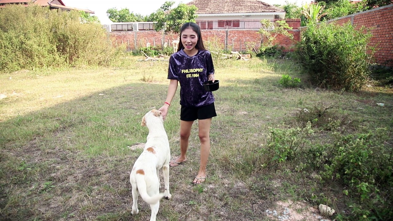 lovely-smart-dogs-play-with-my-girlfriend-video-dailymotion