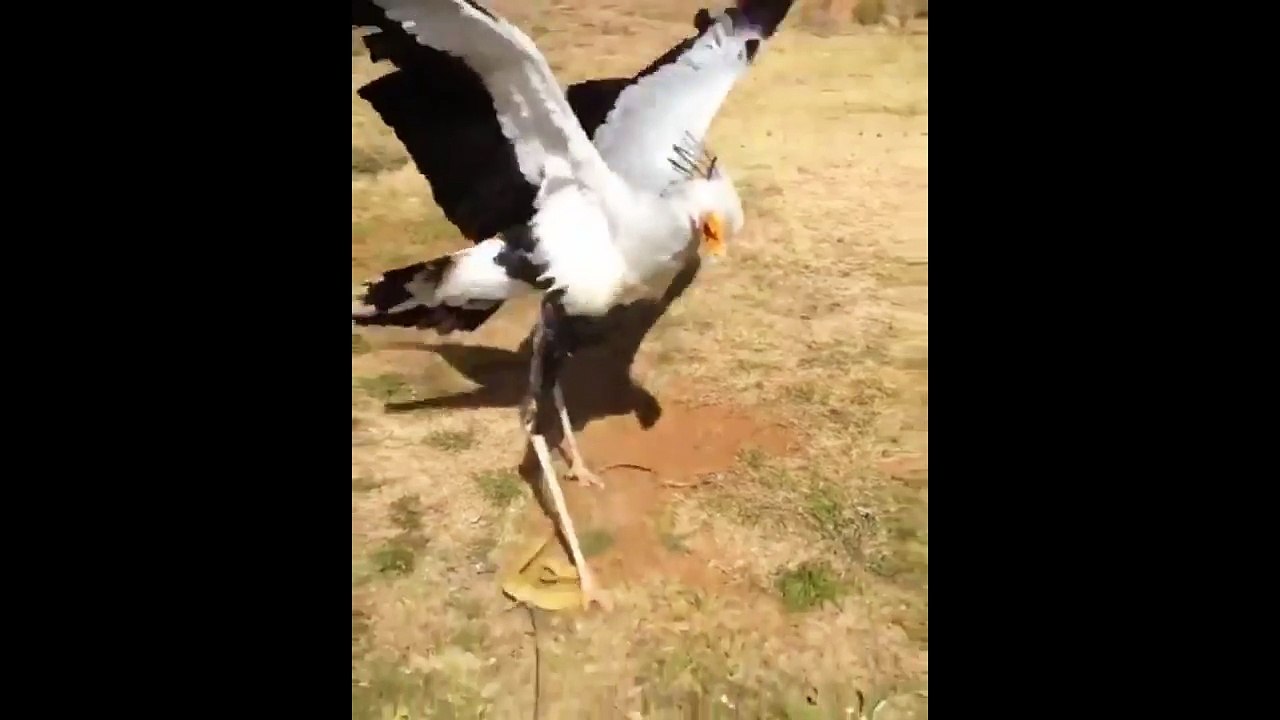 Secretary Bird Stomps On A Fake Snake - video Dailymotion