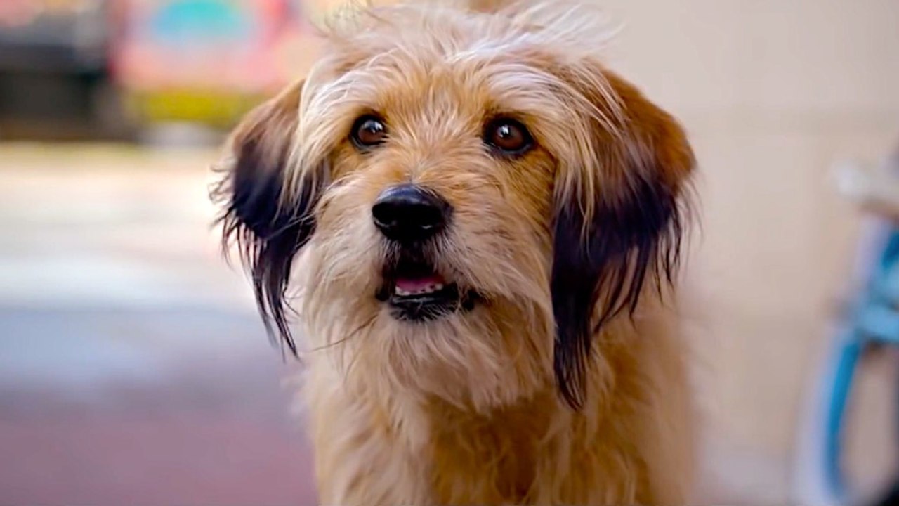 Benji on Netflix - Official Teaser Trailer - video Dailymotion