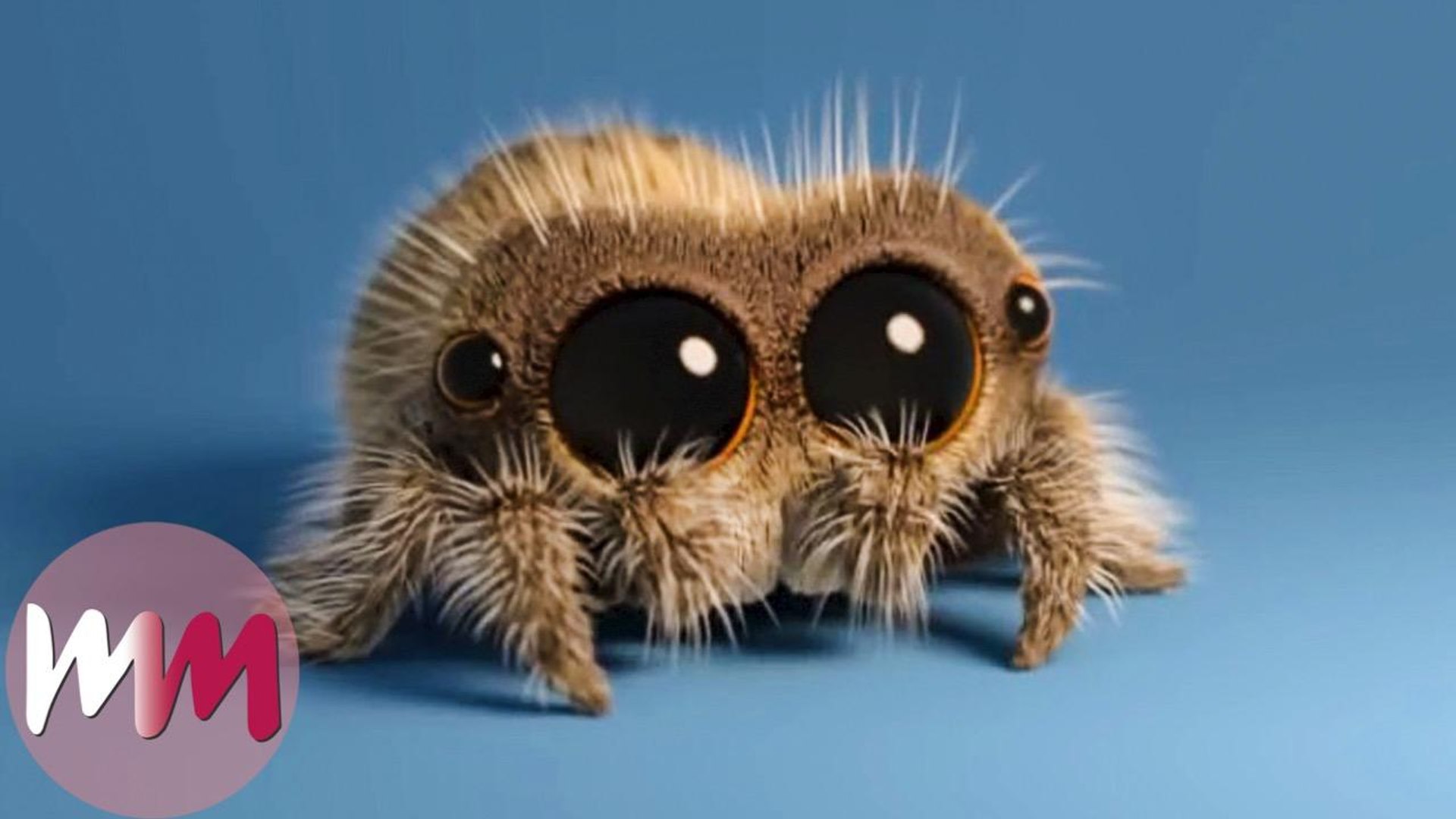 Cute Baby Tarantula