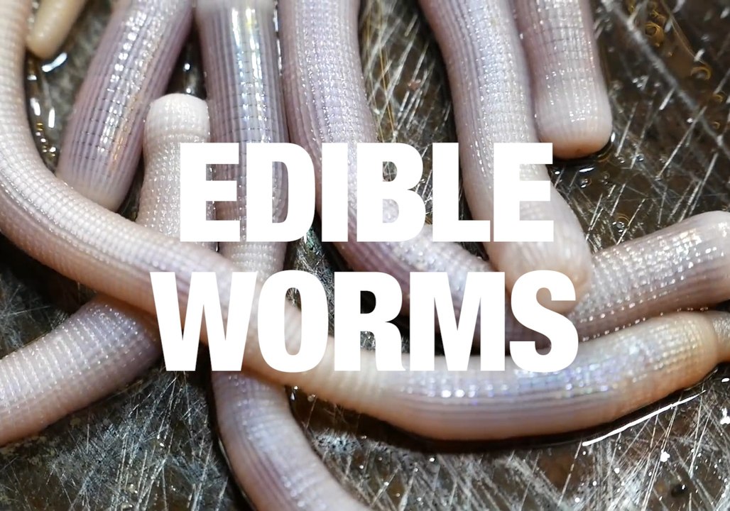 Eating Giant Sand Worms in China - video Dailymotion