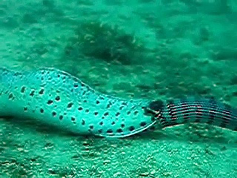 Un serpent de mer a les yeux plus gros que le ventre et essaie de ...
