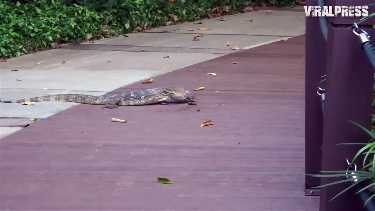 Monitor Lizard Eating BIRD - video Dailymotion