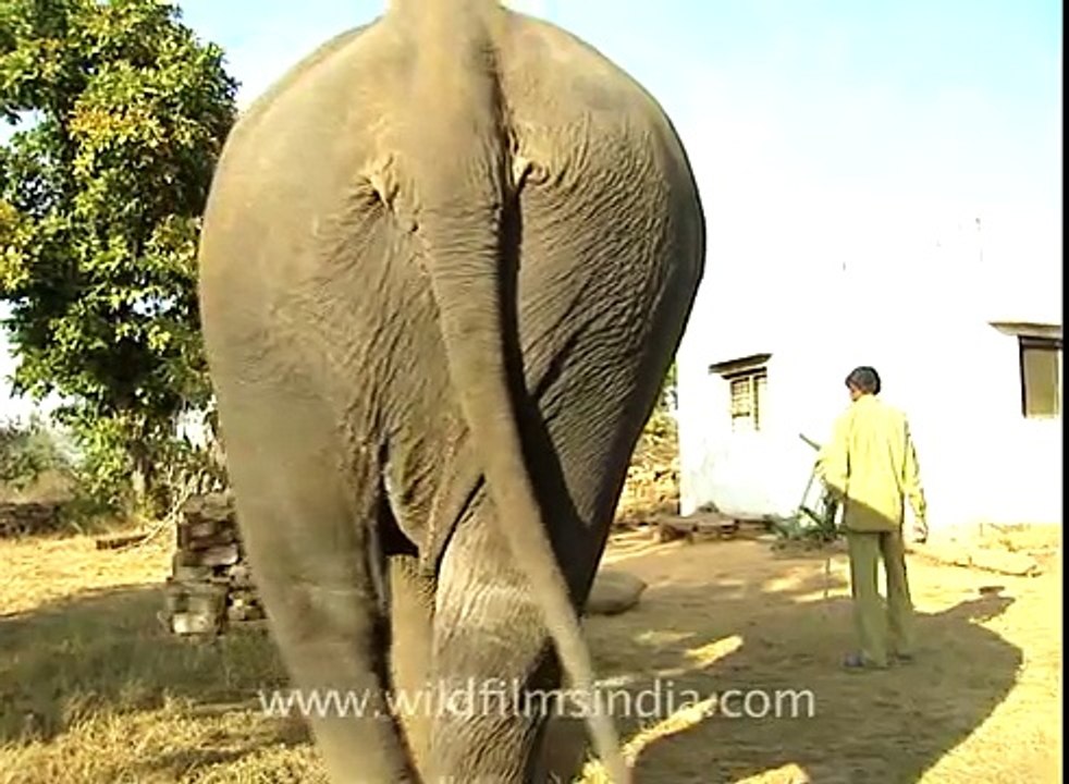 Elephant farts!!! - video Dailymotion