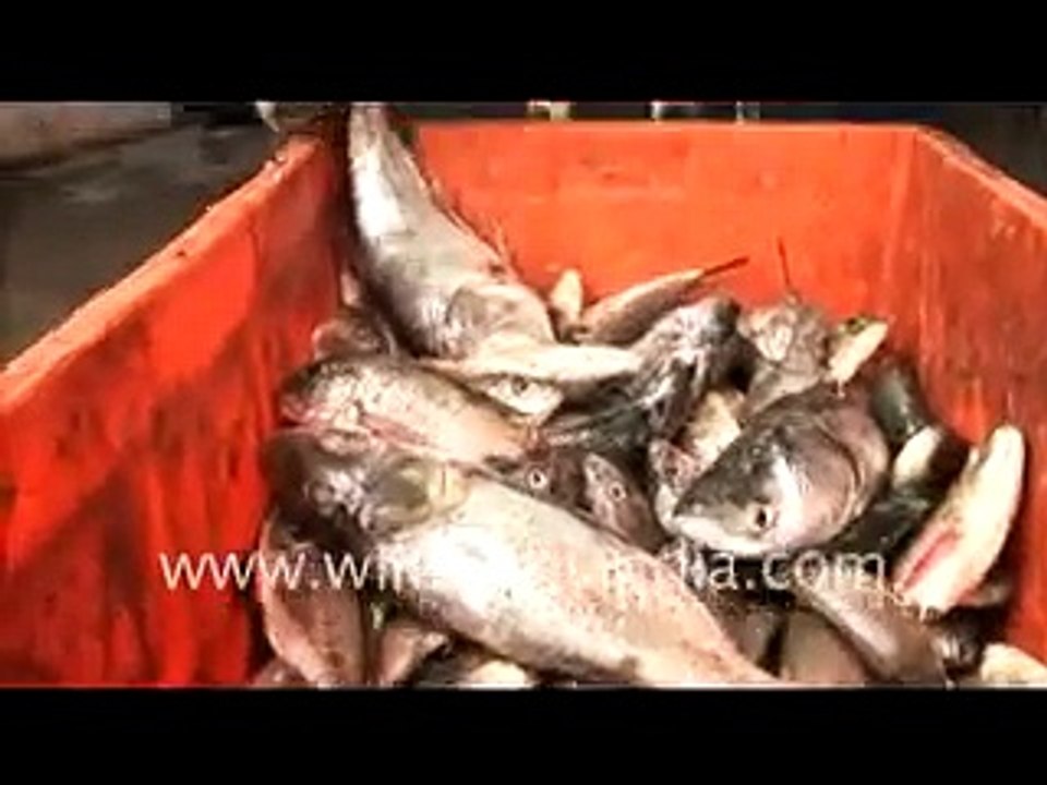 Goat Eating Fish? ... or Fish eating Goat? Go figure!!! - video Dailymotion