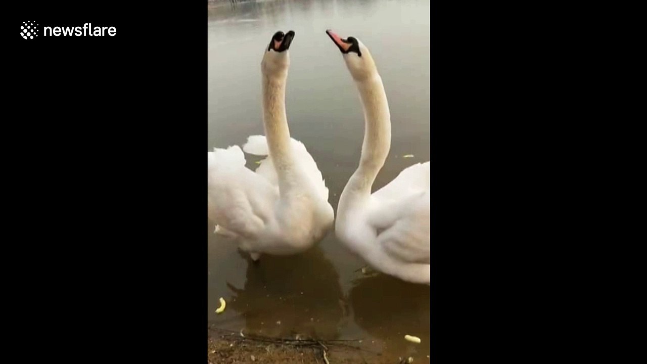 Swans' amazing synchronized mating ritual caught on camera - video ...