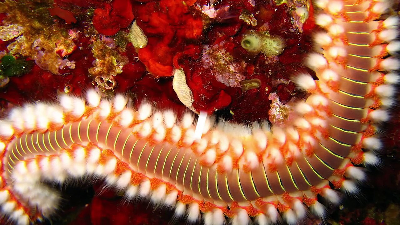 25 Weirdest Worms Ever - video Dailymotion