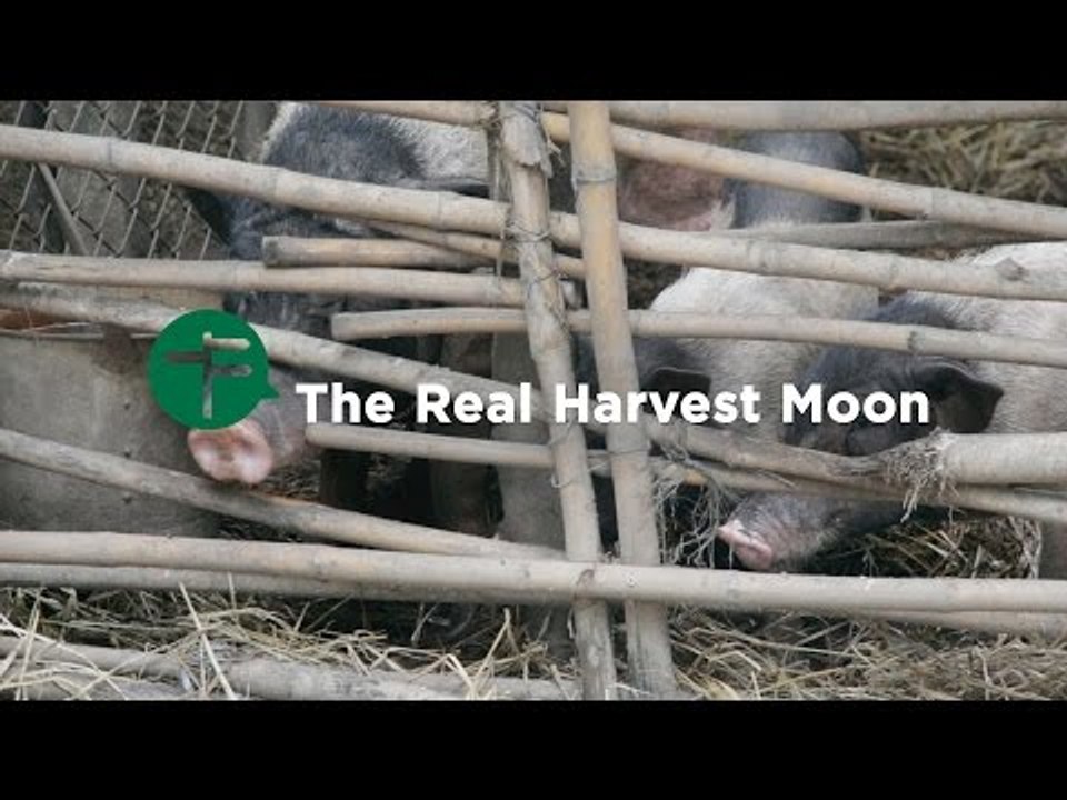 The Real Harvest Moon - video Dailymotion