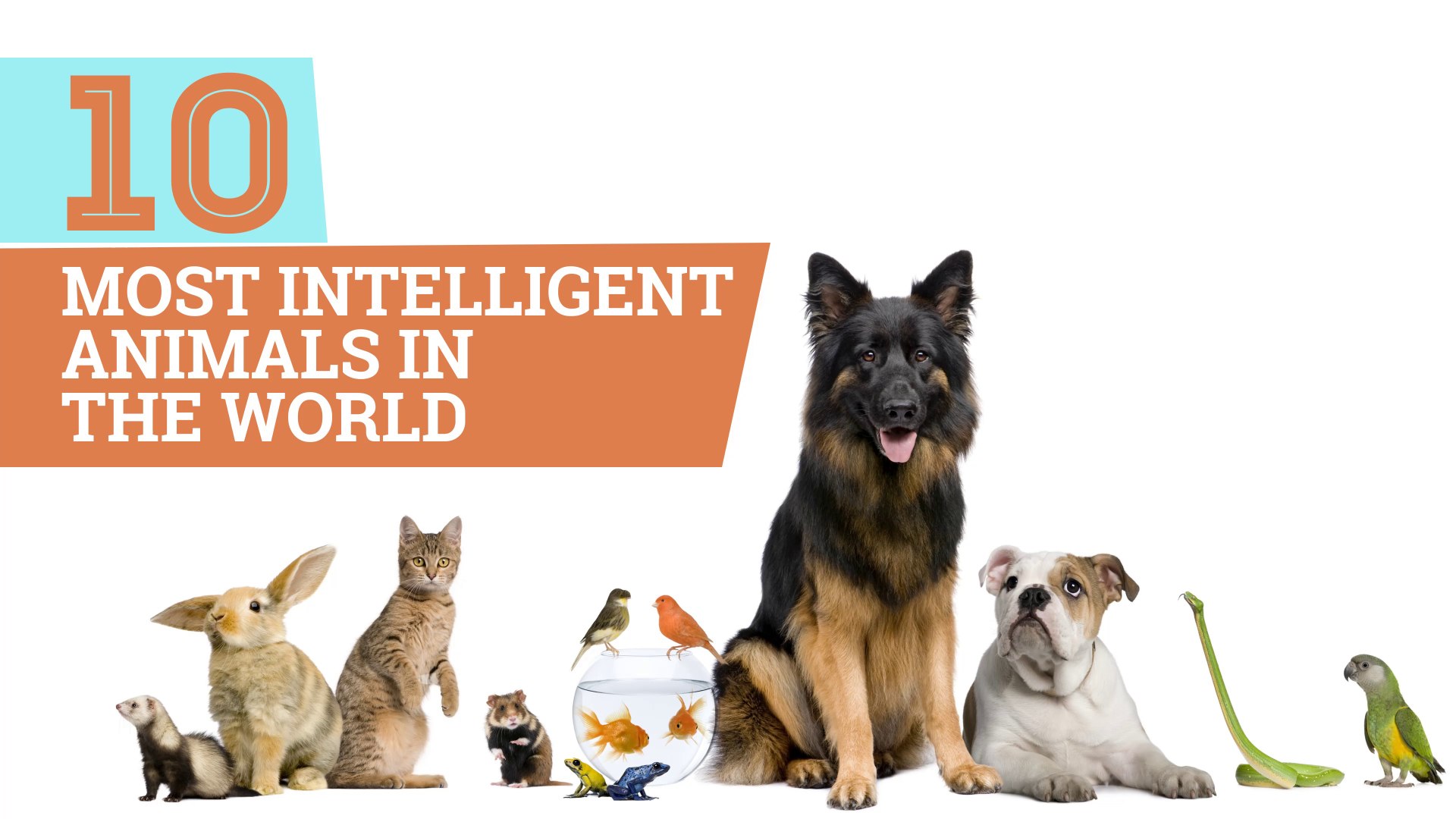 Most Intelligent Animals