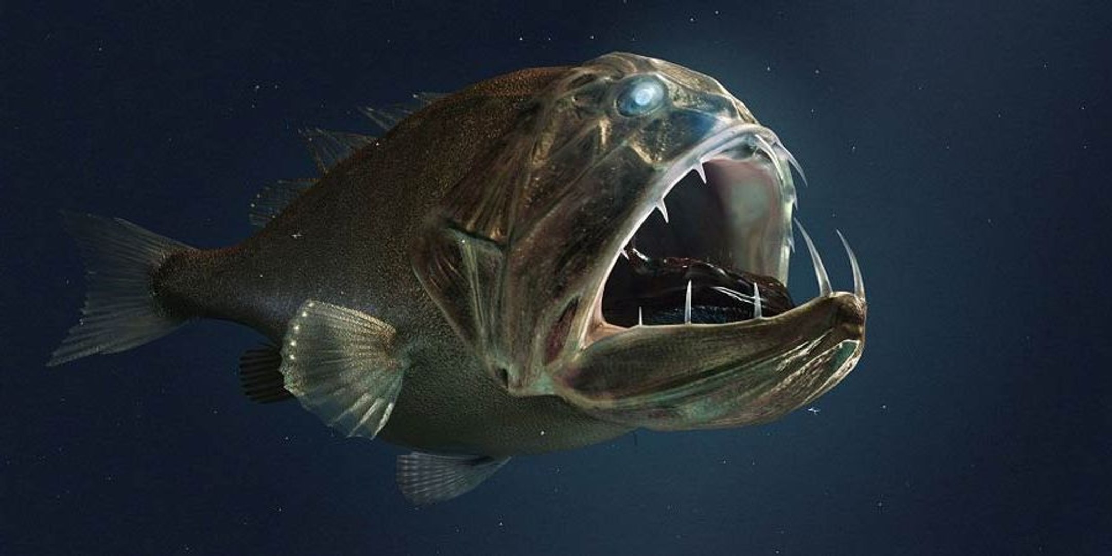 Poisson Des Abysses Sous Marins Animaux Marins : 6 Créatures