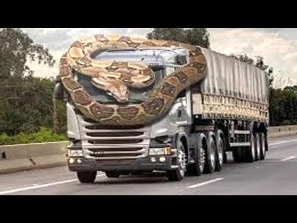 Giant Python Attacking and Catching Dangerous Snakes - video Dailymotion