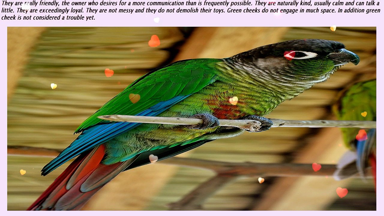 Top 10 Most Affectionate Birds in The World - Parrots and Parakeets ...