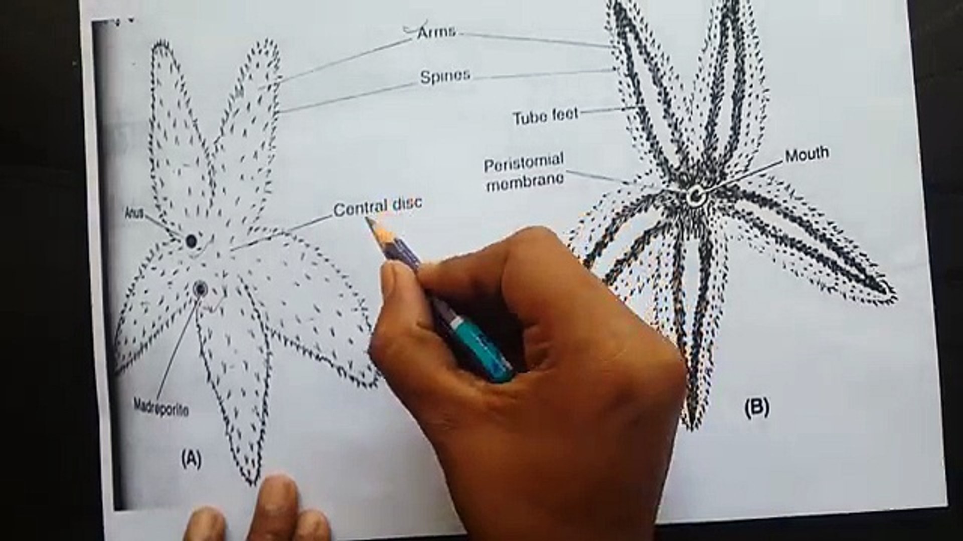 How To Draw Starfish Diagram