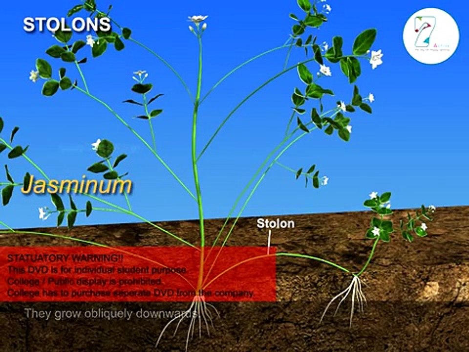 SUB-AERIAL STEM MODIFICATIONS – Видео Dailymotion