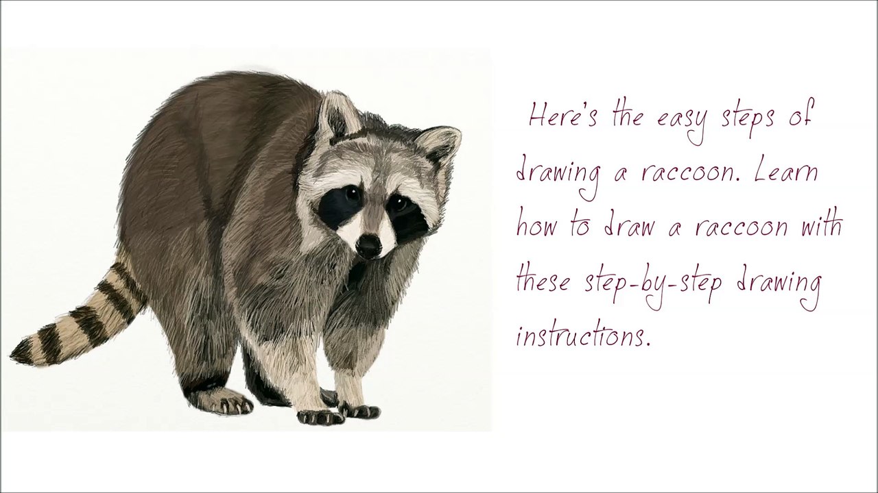 How to Draw a Raccoon step by step - Dailymotion Video