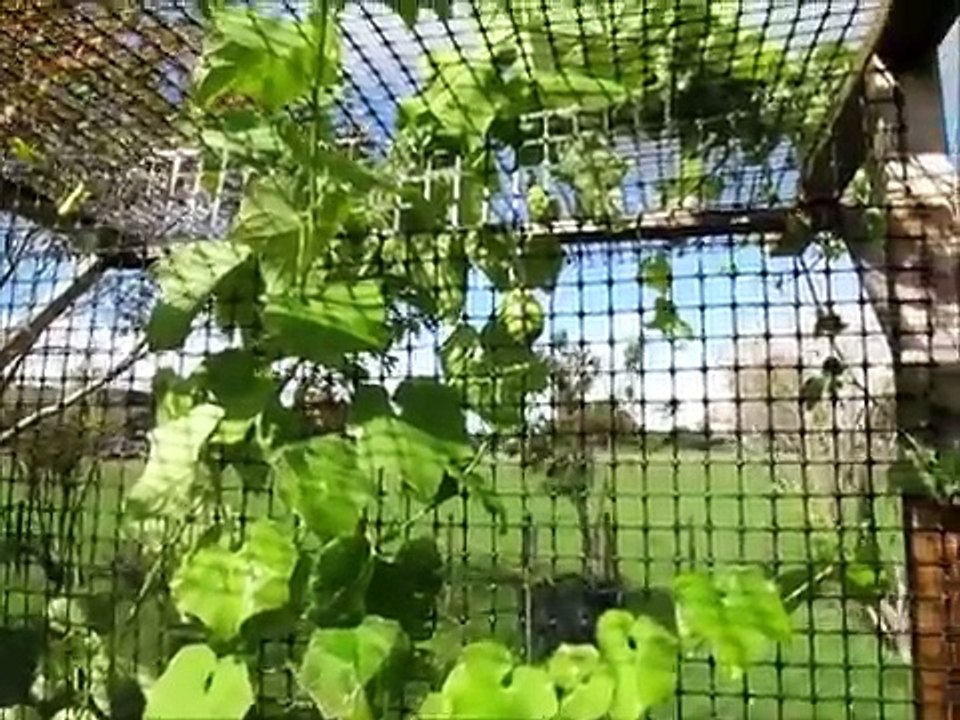 Growing Chayote (Choko) Vines - Flowers & Fruit - video Dailymotion