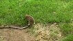 rabbit vs snake - video Dailymotion