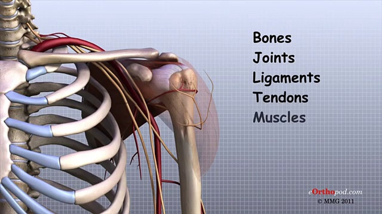 Shoulder Anatomy Animated Tutorial - video Dailymotion